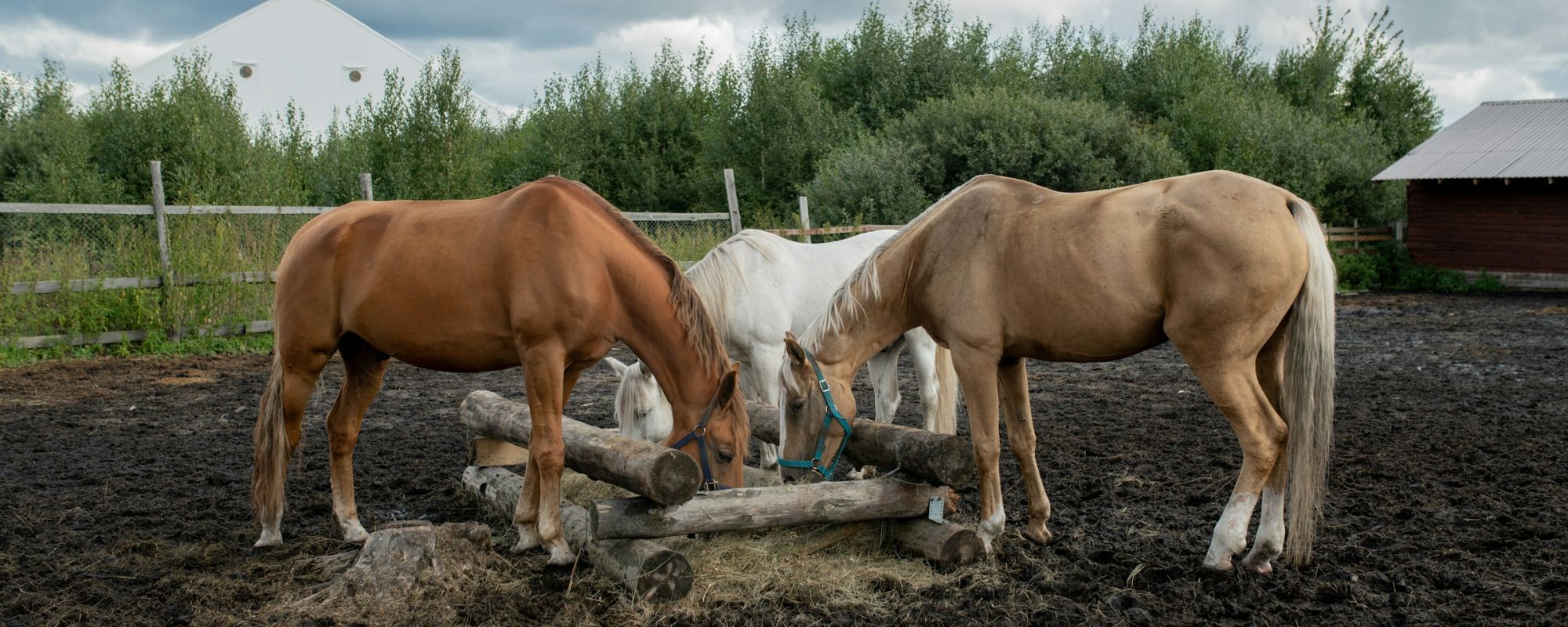 Drop-Off Form | East Emporia Veterinary Clinic